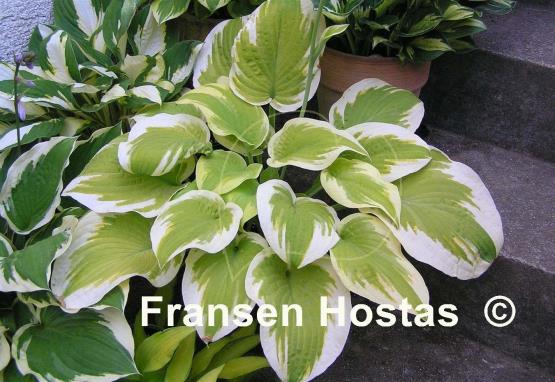 Hosta Delta Dawn - Fransen Hostas